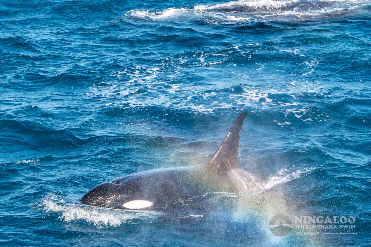 A Whale Tale – restlessbrowneyes